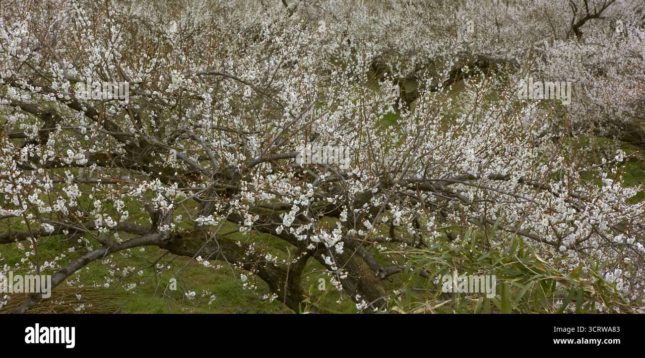 Dense cluster of white blossoms hi-res stock photography and images - Alamy