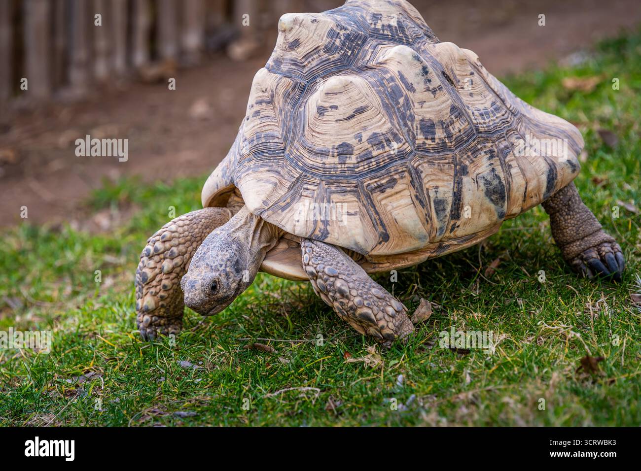 A huge Leopard Tortoise in Tucson, Arizona Stock Photo - Alamy