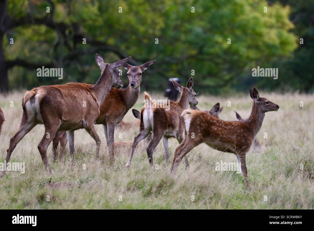 Young hind red deer hi-res stock photography and images - Alamy