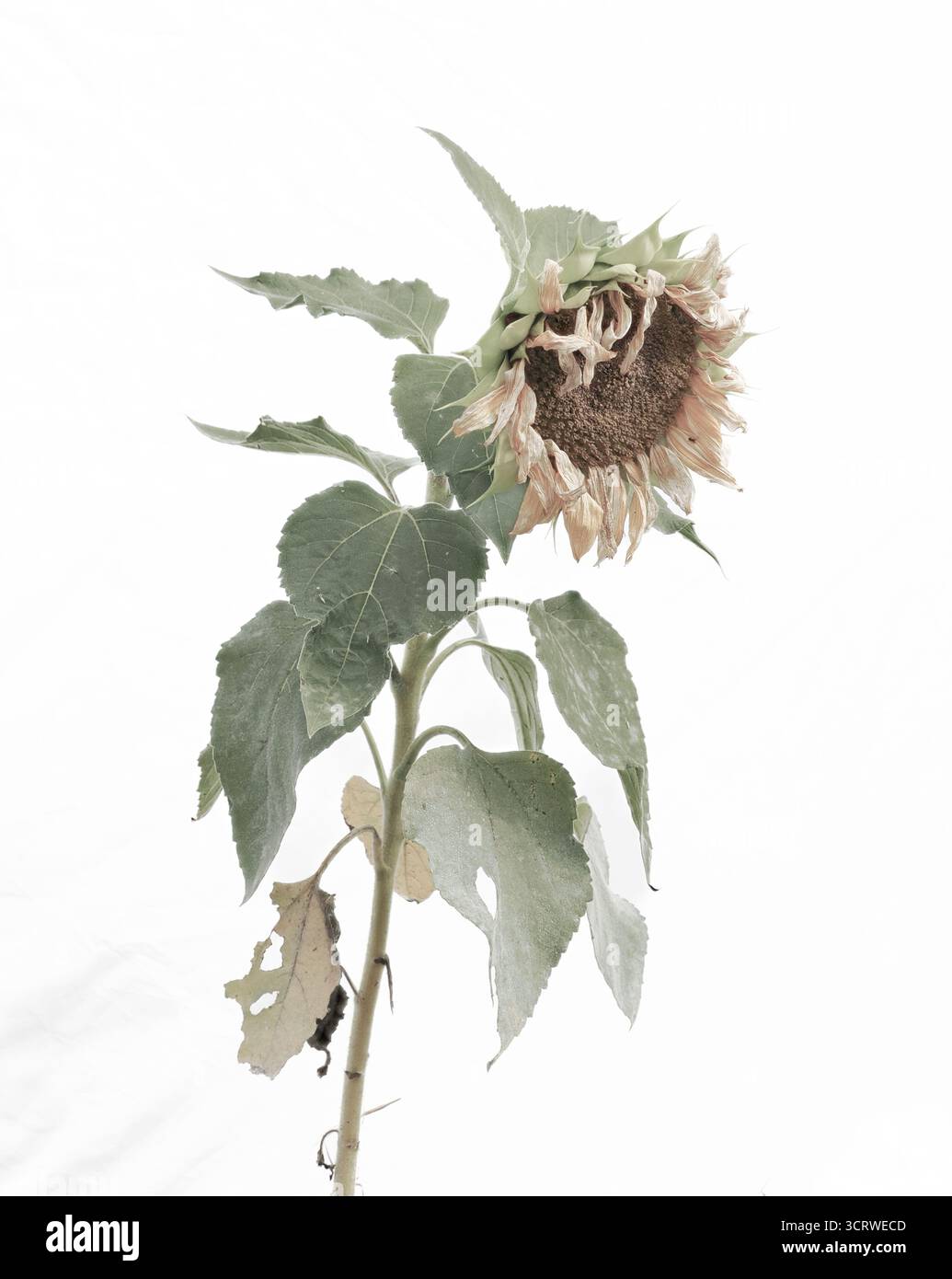 Wilting Sunflower white background flower drooping, washed out Stock ...