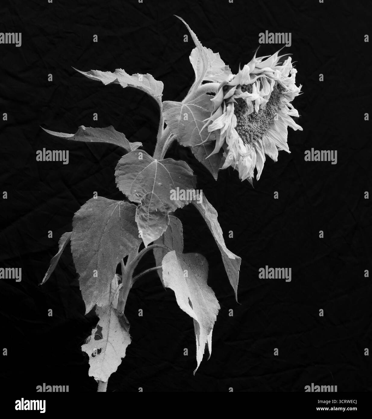 Wilted plant sunflower Black and White Stock Photos & Images - Alamy