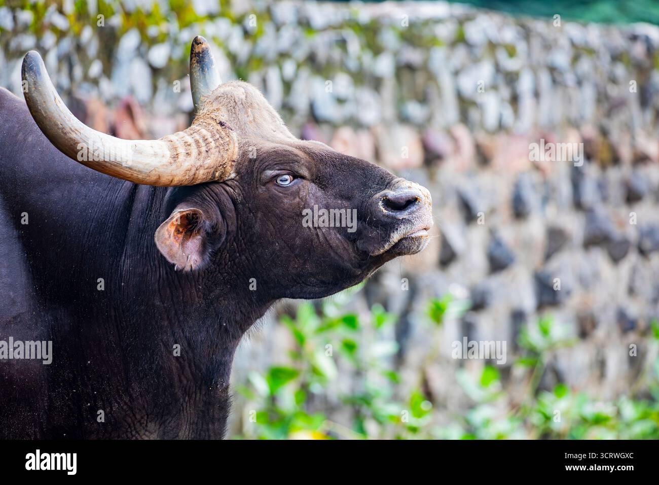 The gaur ( Bos gaurus), also called the Indian bison, is the largest ...