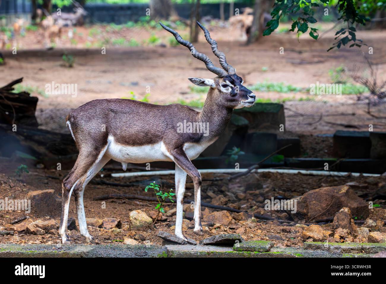 The blackbuck (Antilope cervicapra) is a medium-sized antelope native ...