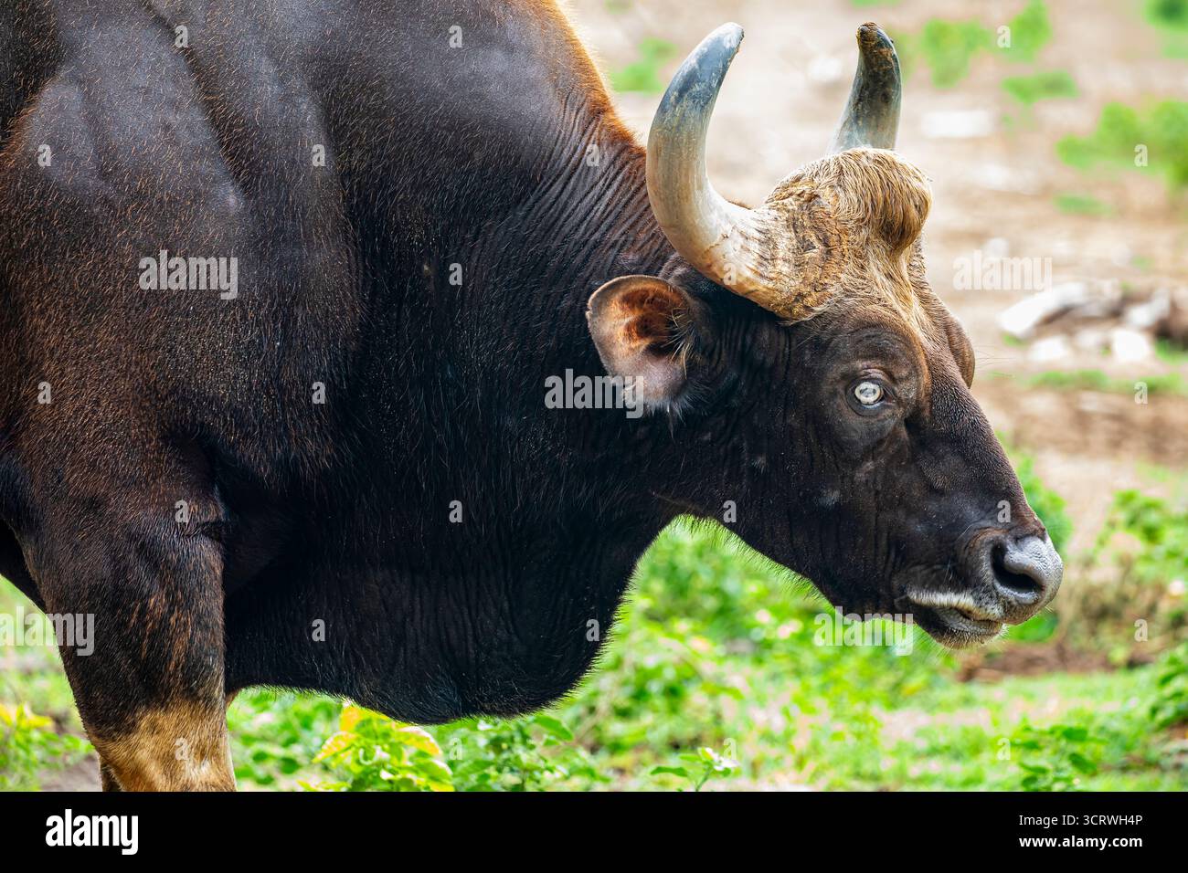 The gaur ( Bos gaurus), also called the Indian bison, is the largest ...