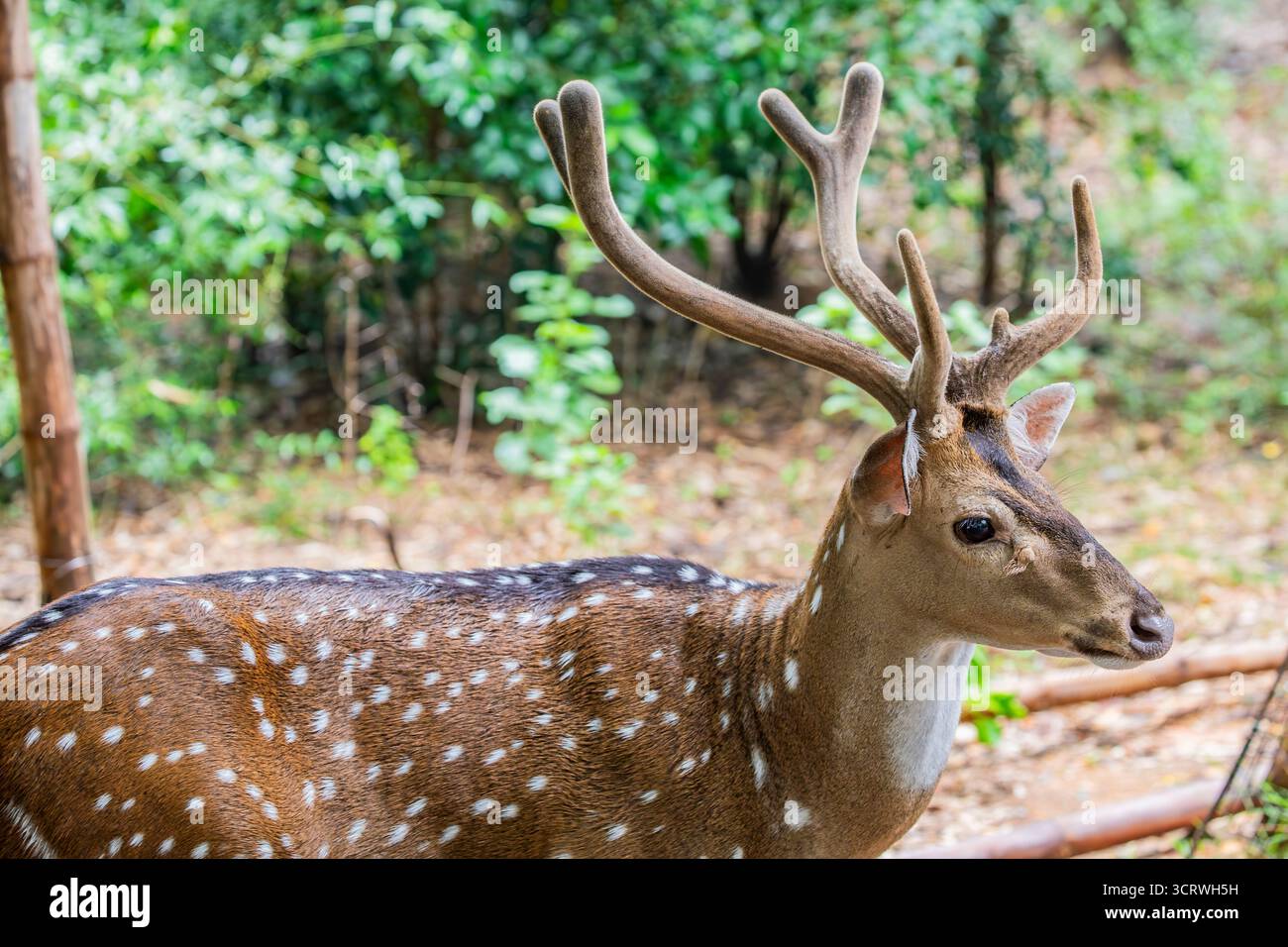 The chital is a species of deer that is native in the Indian ...