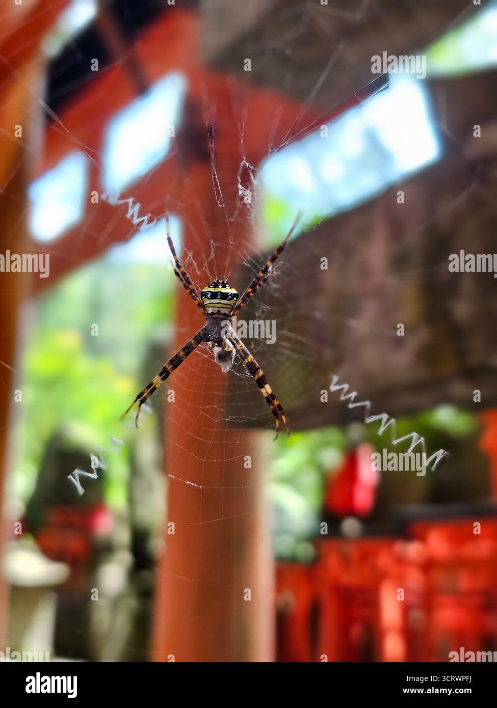 Tropical St. Andrew's Cross Spider at work. Fushimi Inari Shrine, Kyoto ...