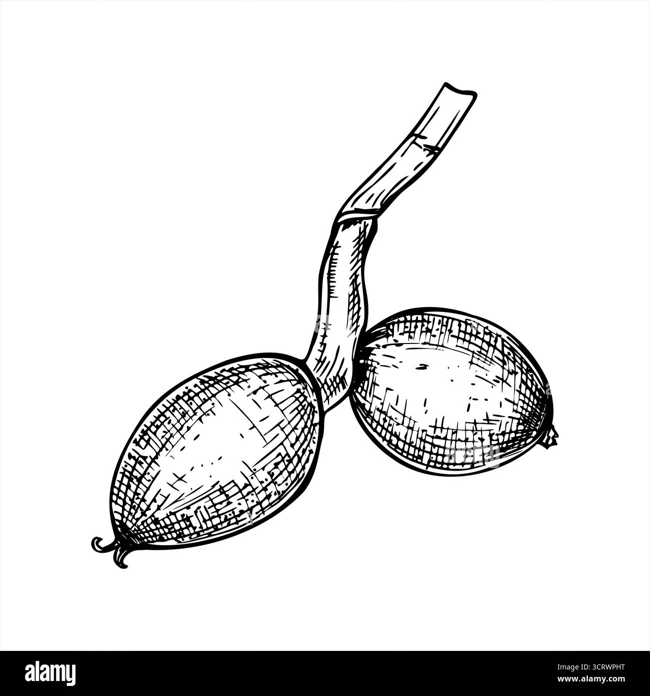 Walnut green Black and White Stock Photos & Images - Alamy