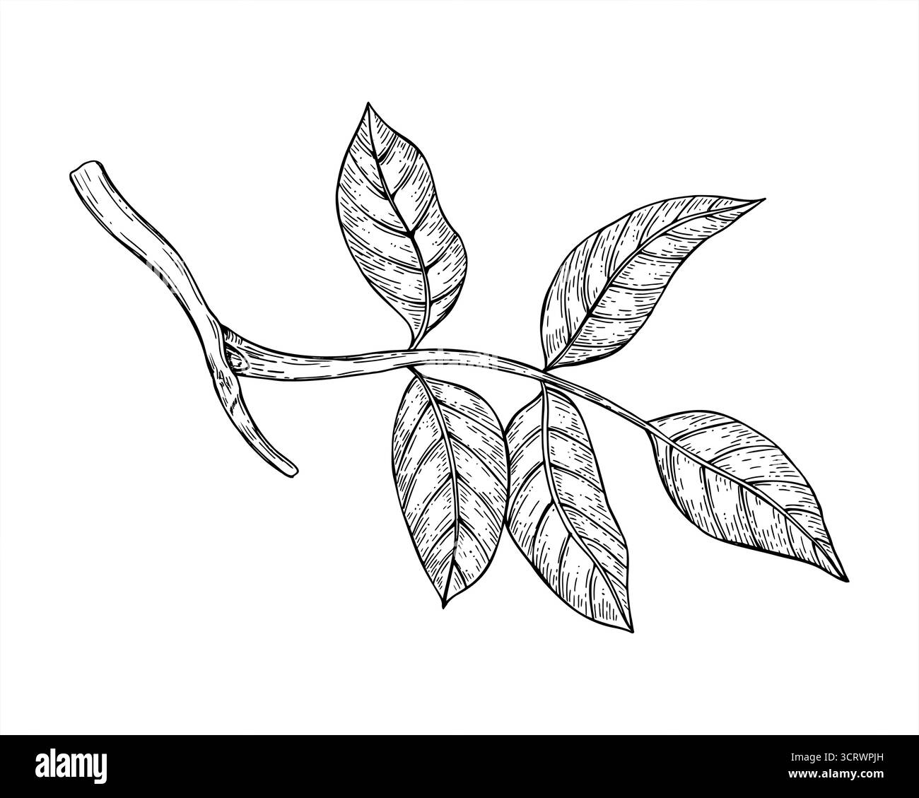 Leaves on branch vector Black and White Stock Photos & Images - Alamy
