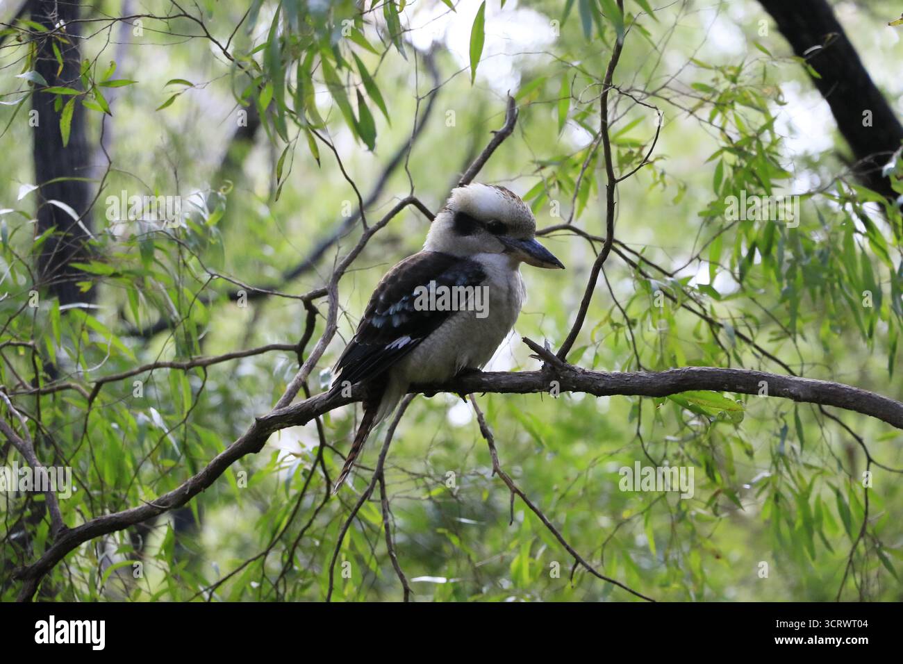 A laughing kookaburra (Dacelo novaeguineae), a large tree-kingfisher ...