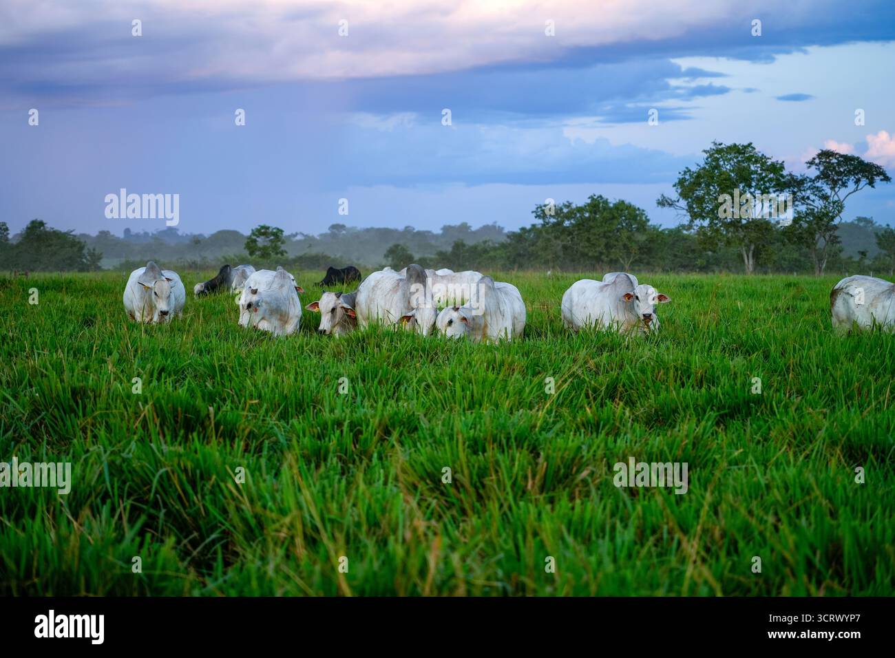 Cattle grazing on deforested pasture on a farm in the Amazon rainforest ...