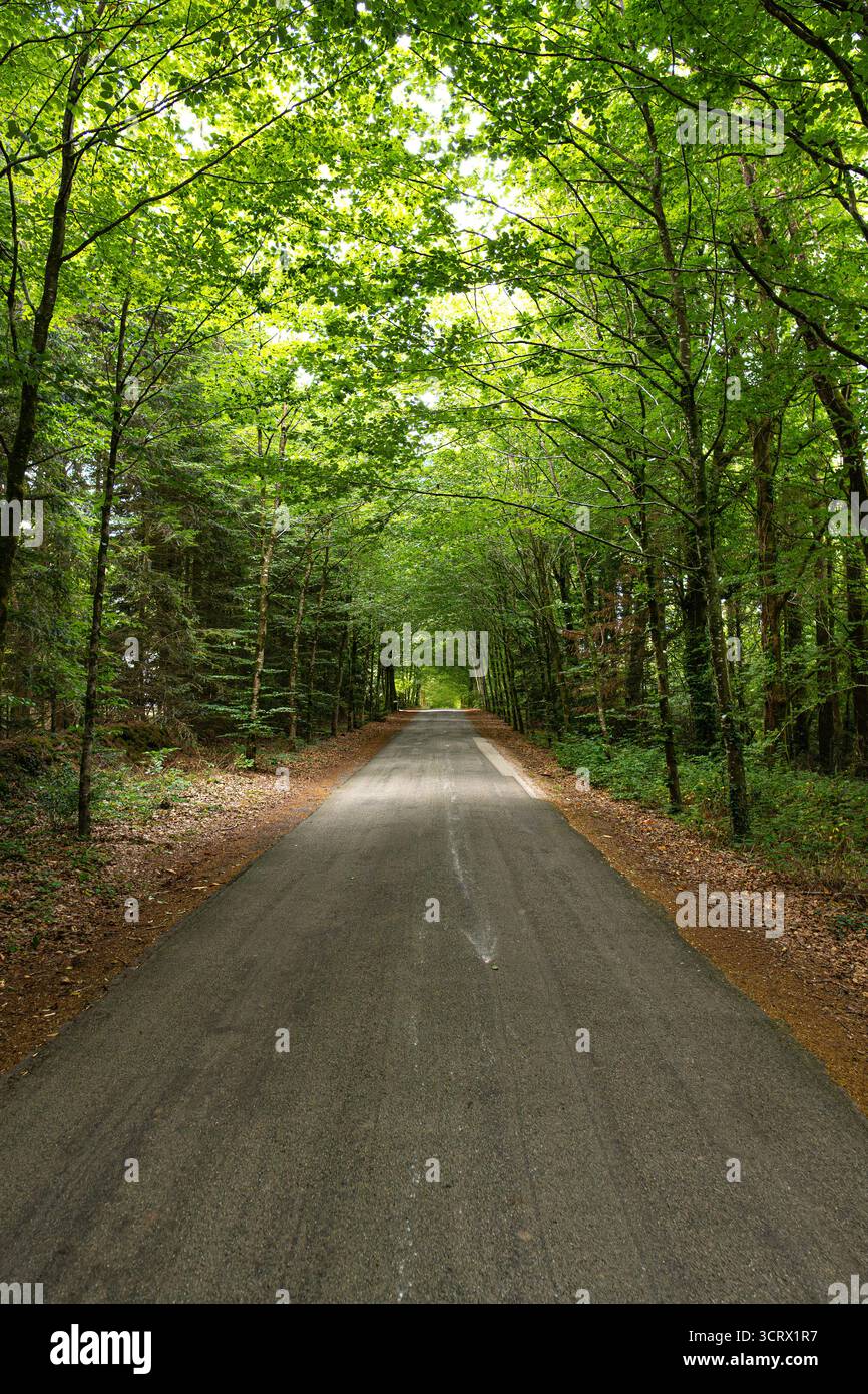 Serene forest road stretches hi-res stock photography and images - Alamy