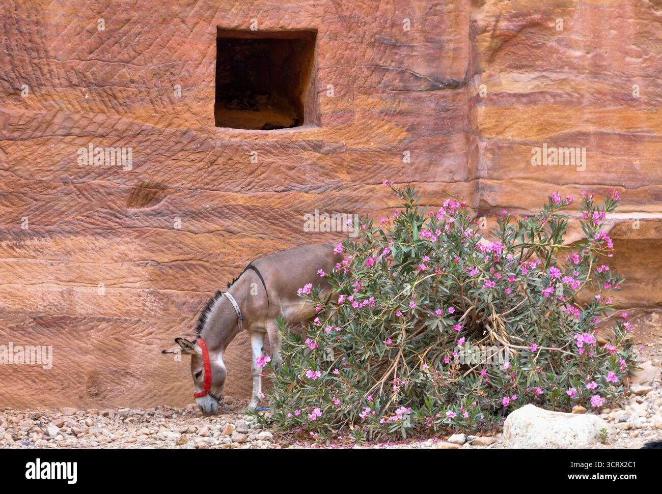 Sheltering behind flowers hi-res stock photography and images - Alamy