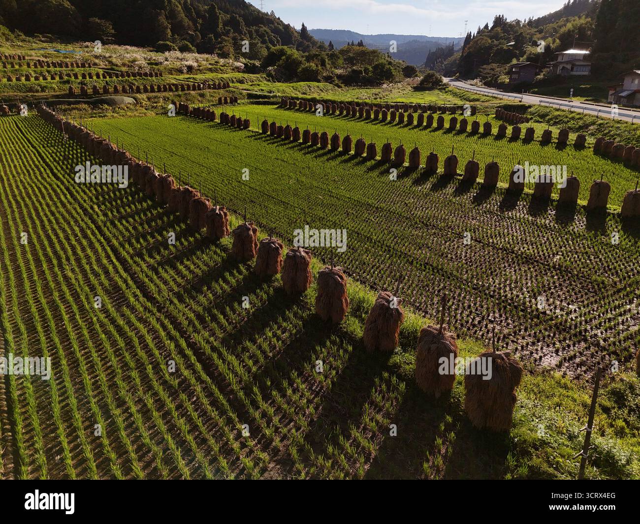 A drone photo shows the rice terraces of Owarabi, where harvested rice ...