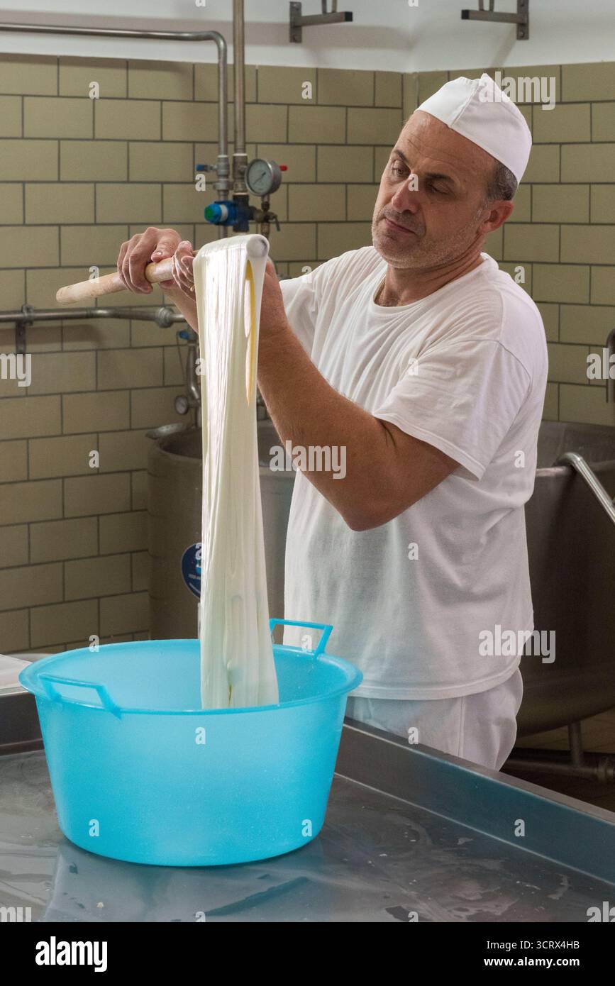 Making mozzarella cheese - the fresh curds are stretched and then ...