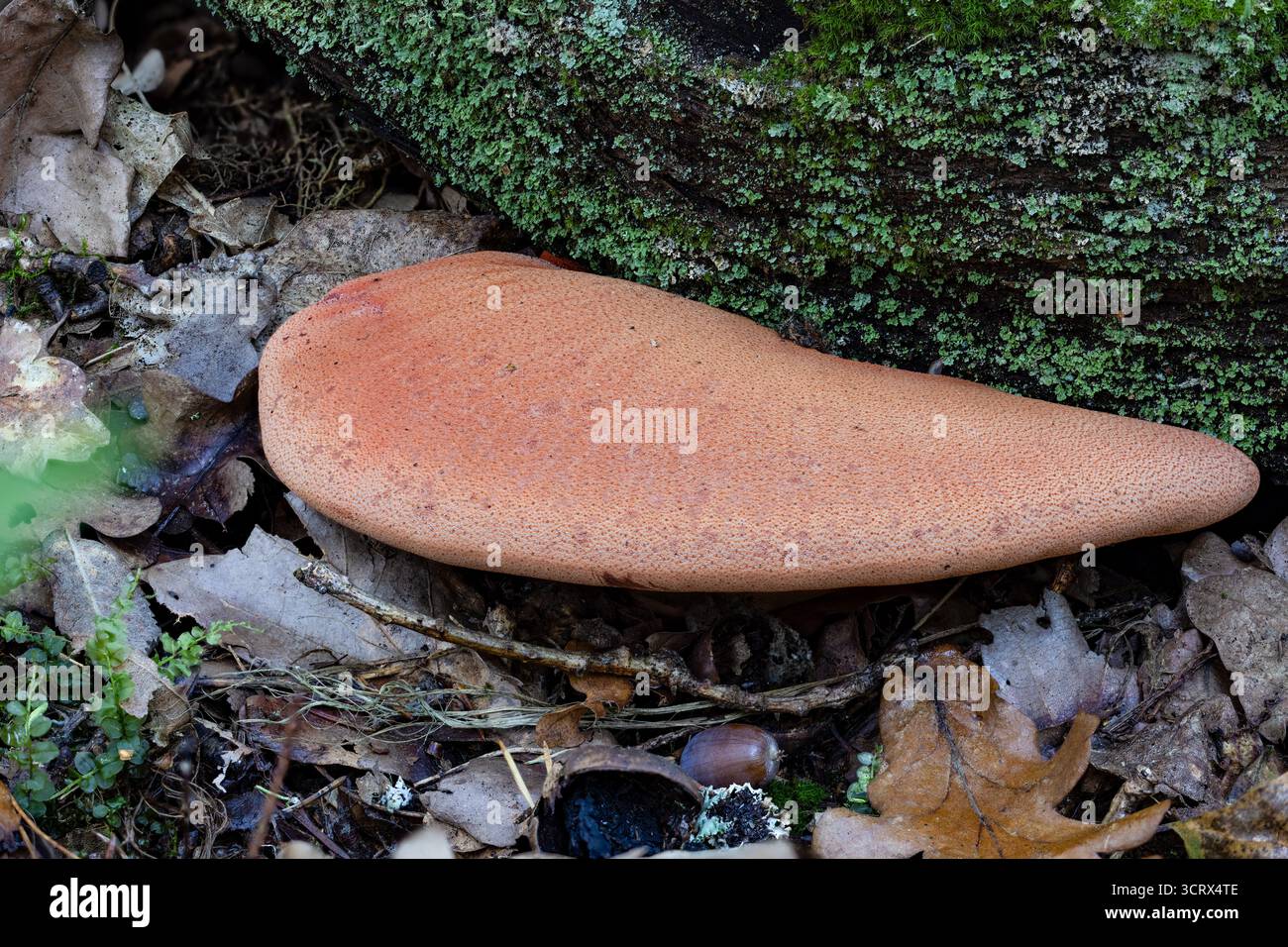 Ox tongue fungus on oak root Stock Photo - Alamy