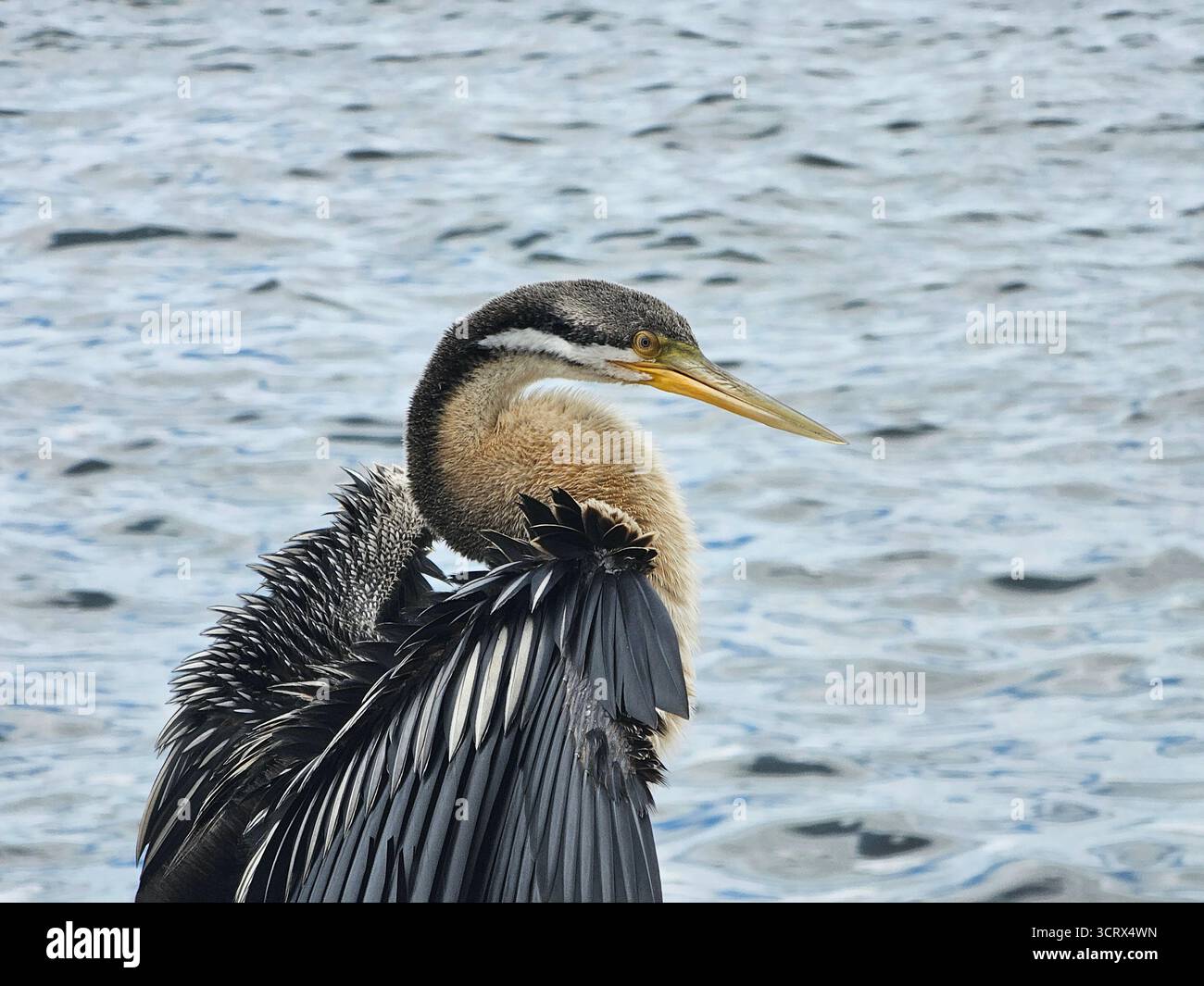 An Australasian Darter (Anhinga novaehollandiae), also known as the ...