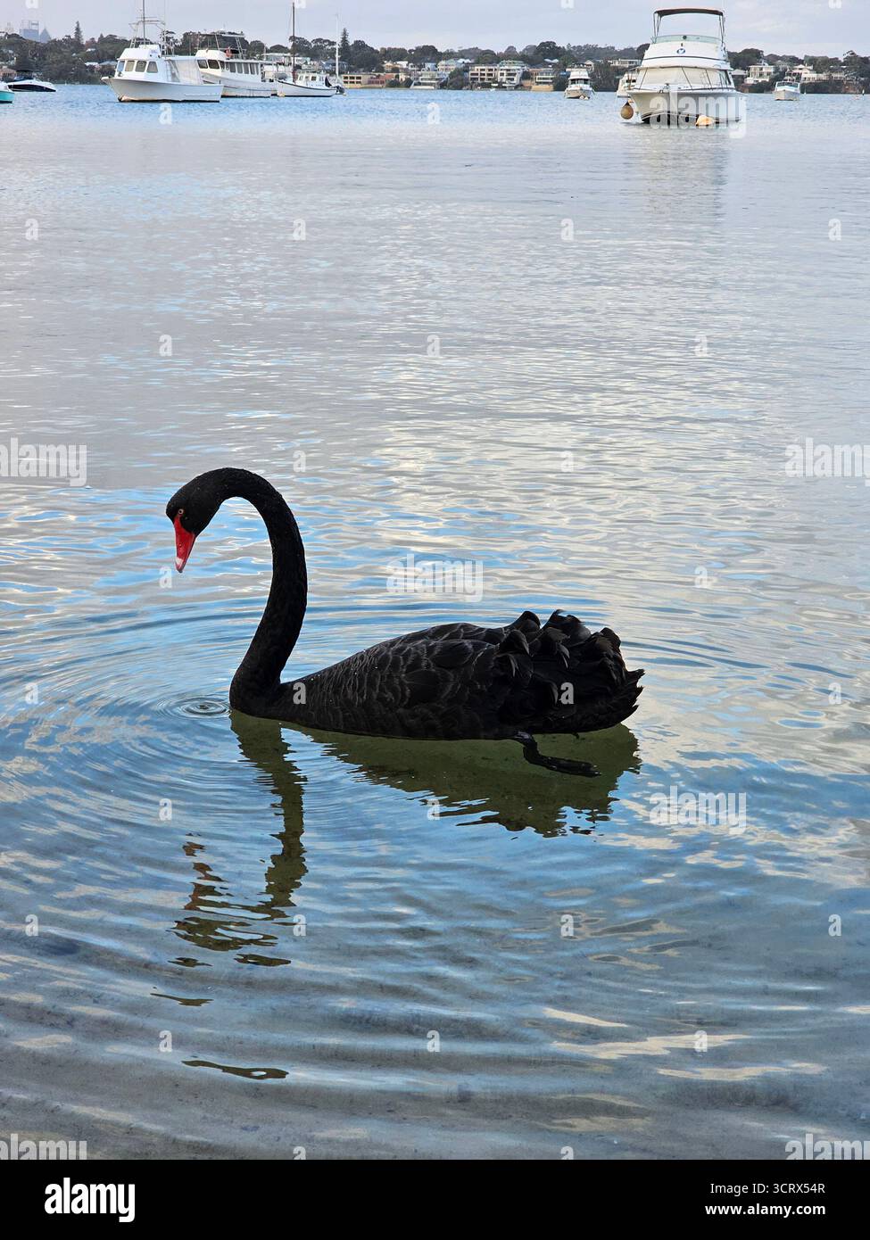 A Black Swan (Cygnus atratus) swimming in the Swan River, Perth ...