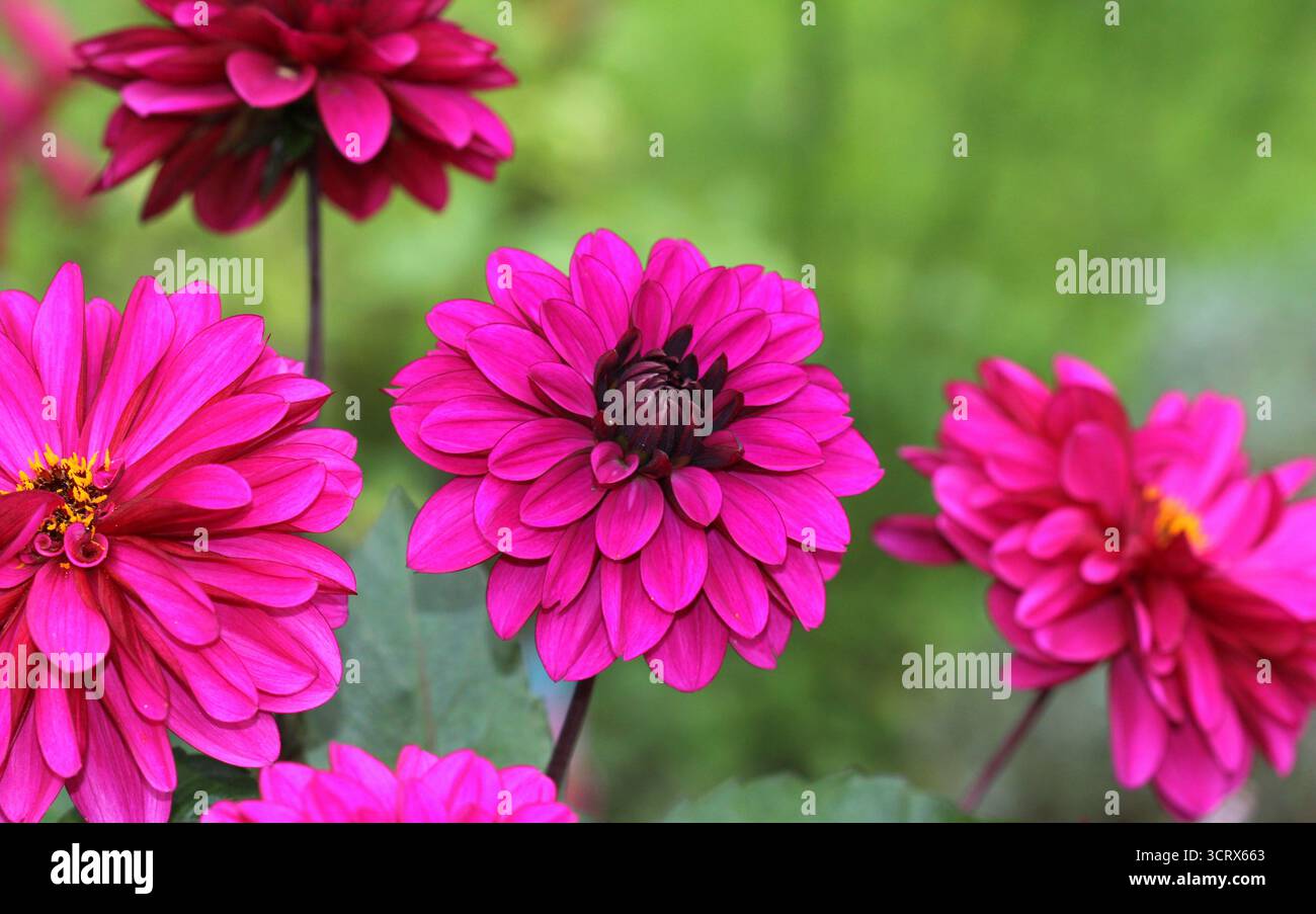 Jennifer mary ellen hi-res stock photography and images - Alamy