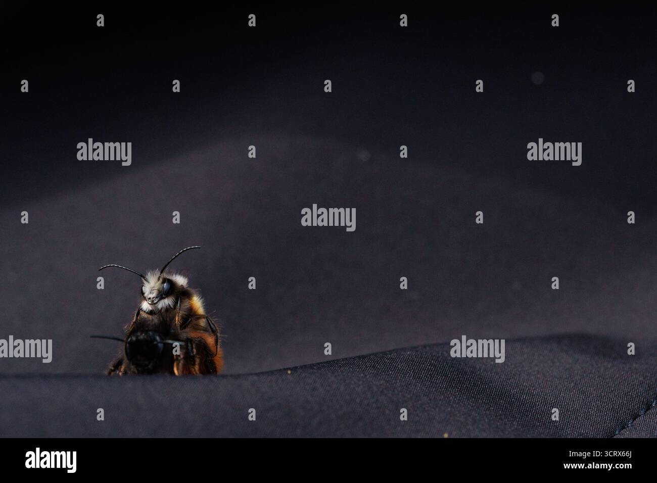 Two bees are captured in an intimate close-up moment, showing the ...