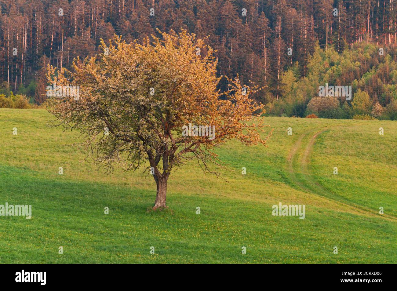 View of a solitary tree ablaze with golden light stands sentinel over a ...
