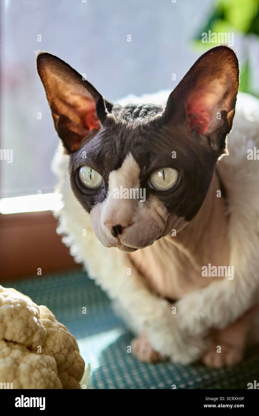 Canadian sphynx cat in closeup view with cauliflower on a window sill ...