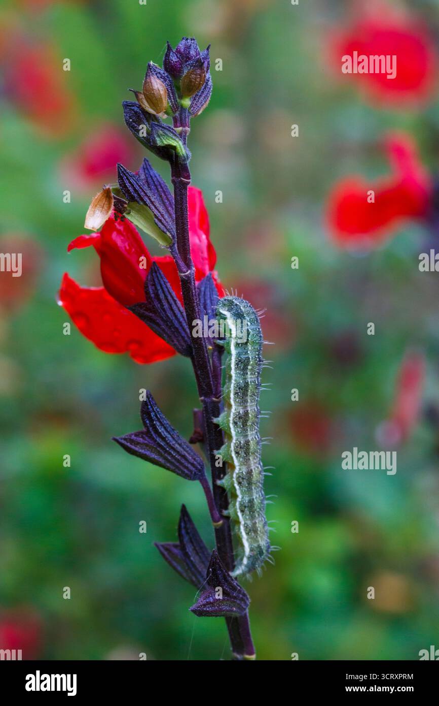 Caterpillar of scarce bordered straw moth hi-res stock photography and ...