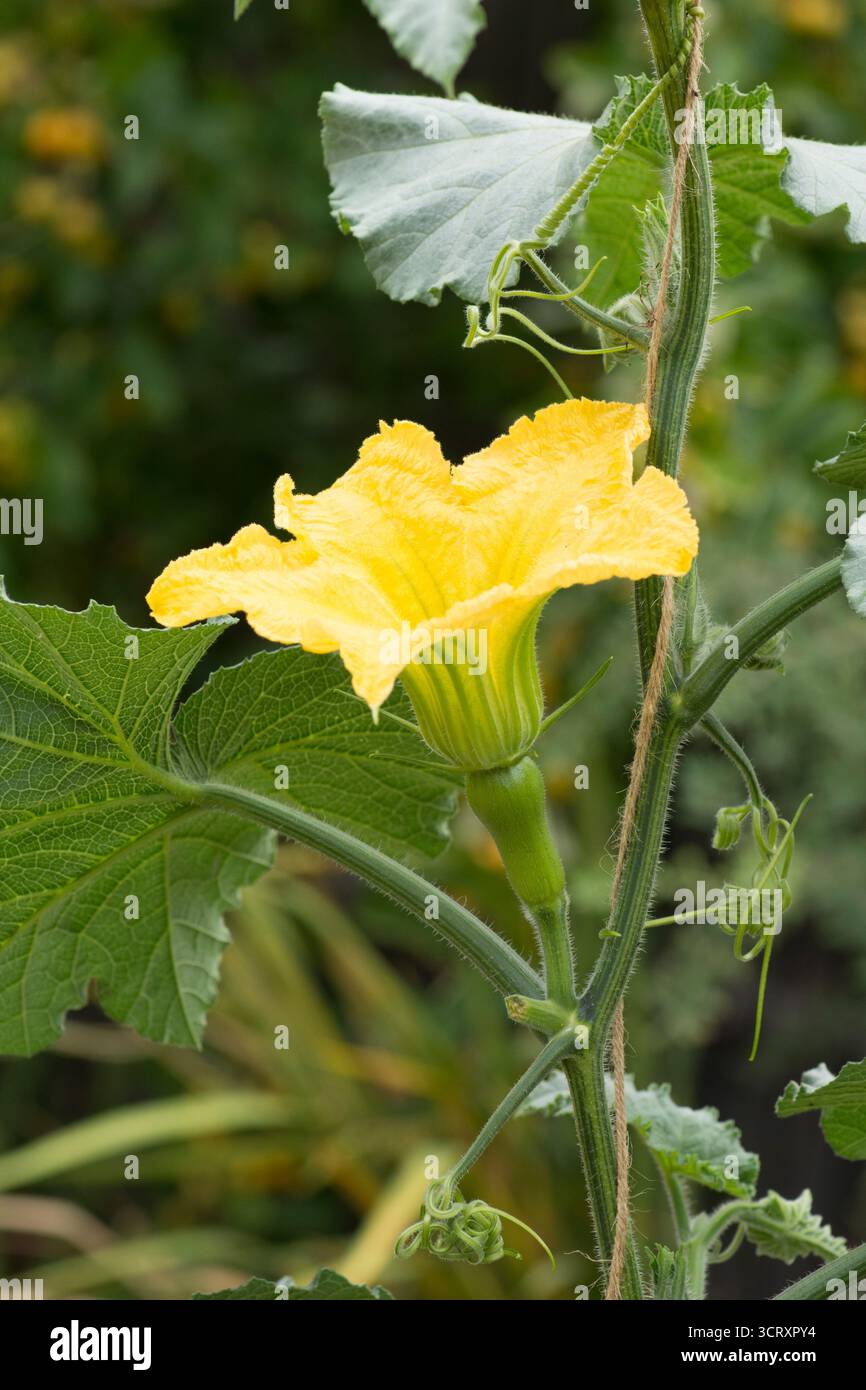 Female butternut squash flower hi-res stock photography and images - Alamy