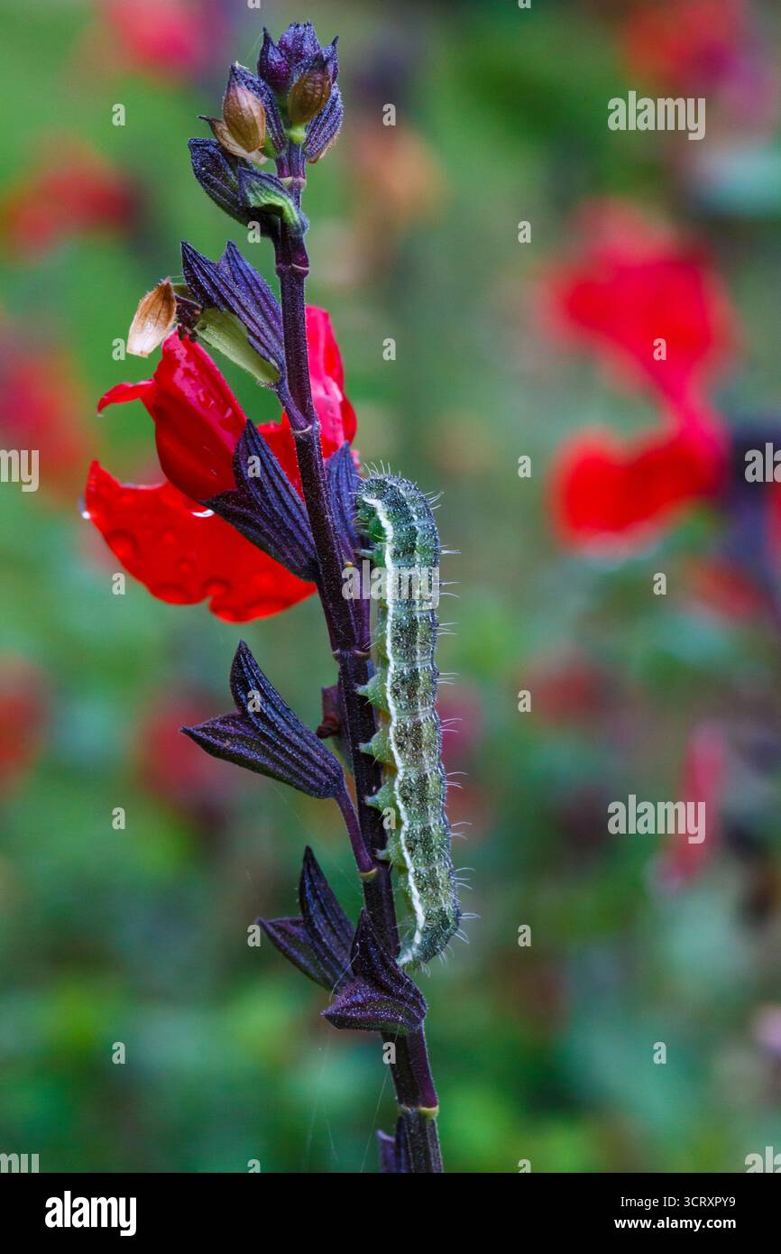 Caterpillar of scarce bordered straw moth hi-res stock photography and ...