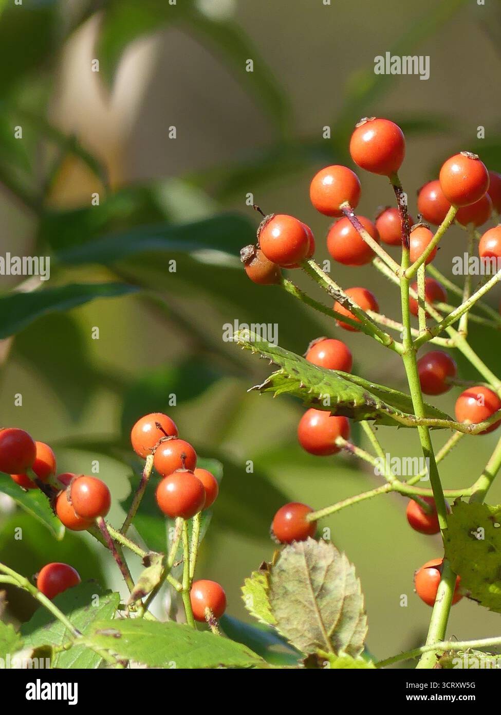 Multiflora rose hi-res stock photography and images - Alamy