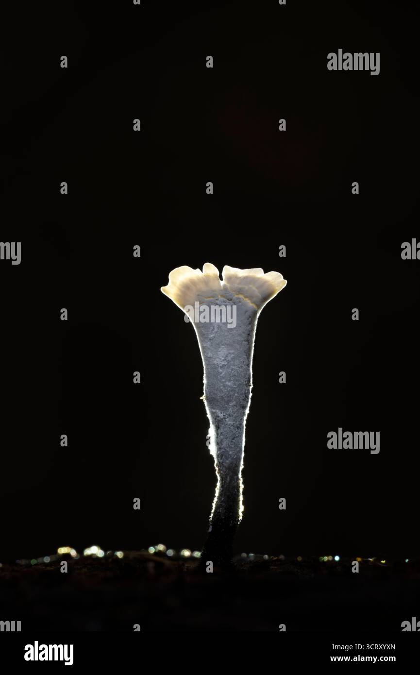 Candlesnuff fungus Xylaria hypoxylon,portrait view of a single fungi ...