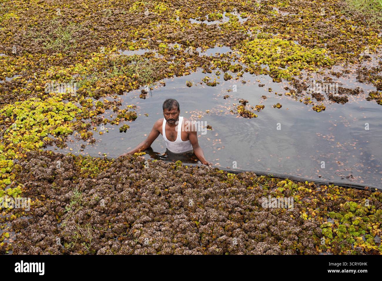 A laborer uses a bamboo pole to remove weeds from Doddajala Lake on the ...