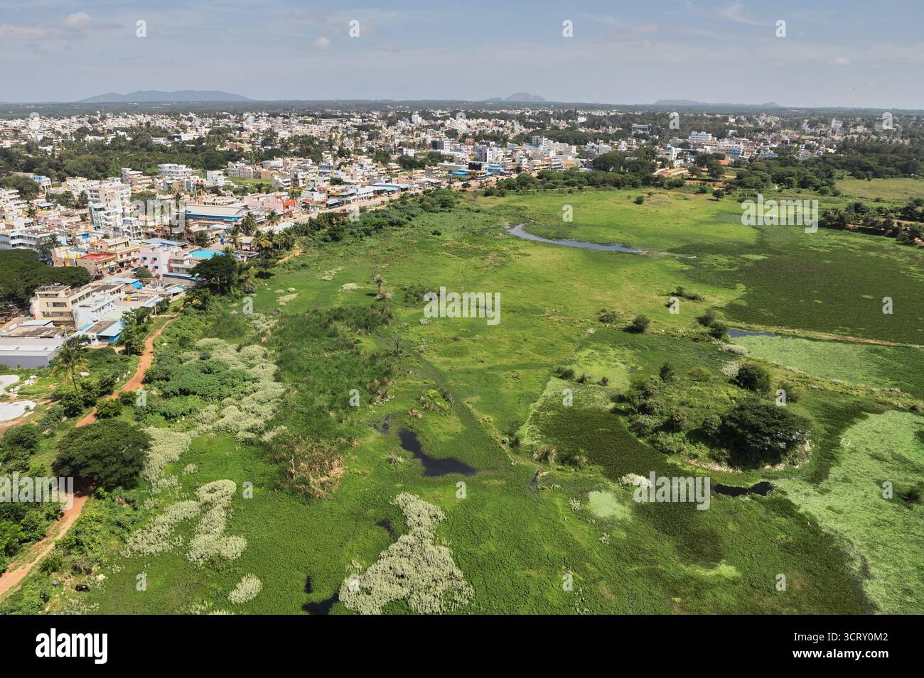 Weeds cover a large part of the Nagarakere Lake near the residential ...