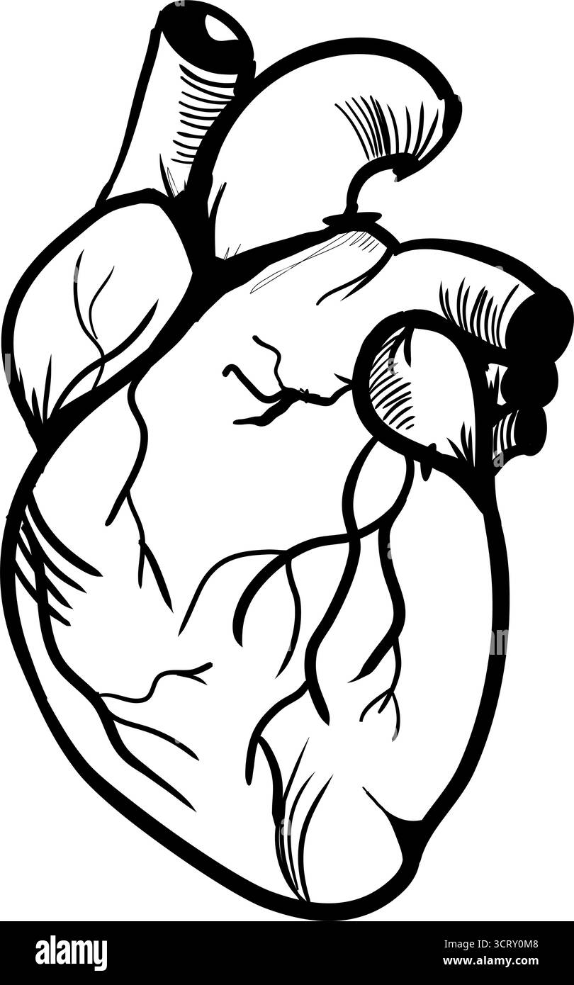 Anatomical heart engraving Cut Out Stock Images & Pictures - Alamy