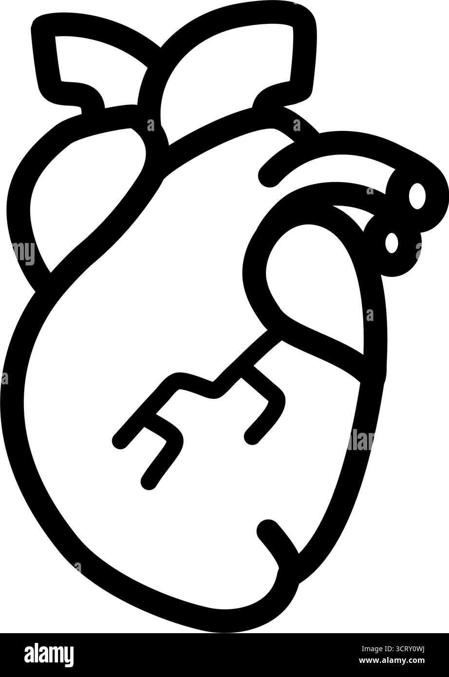 Heart sketch anatomical human Black and White Stock Photos & Images - Alamy