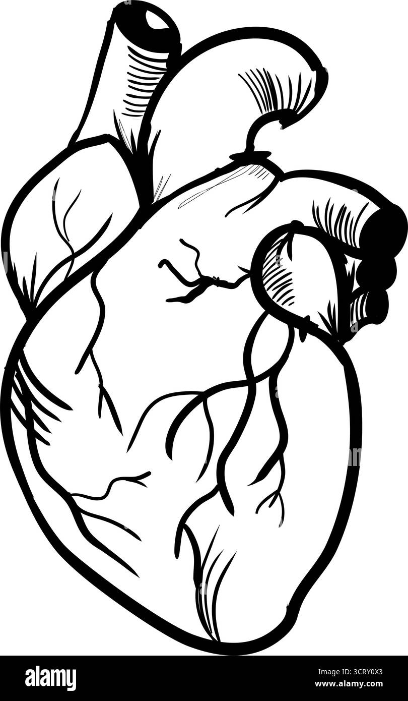Heart sketch anatomical human Black and White Stock Photos & Images - Alamy