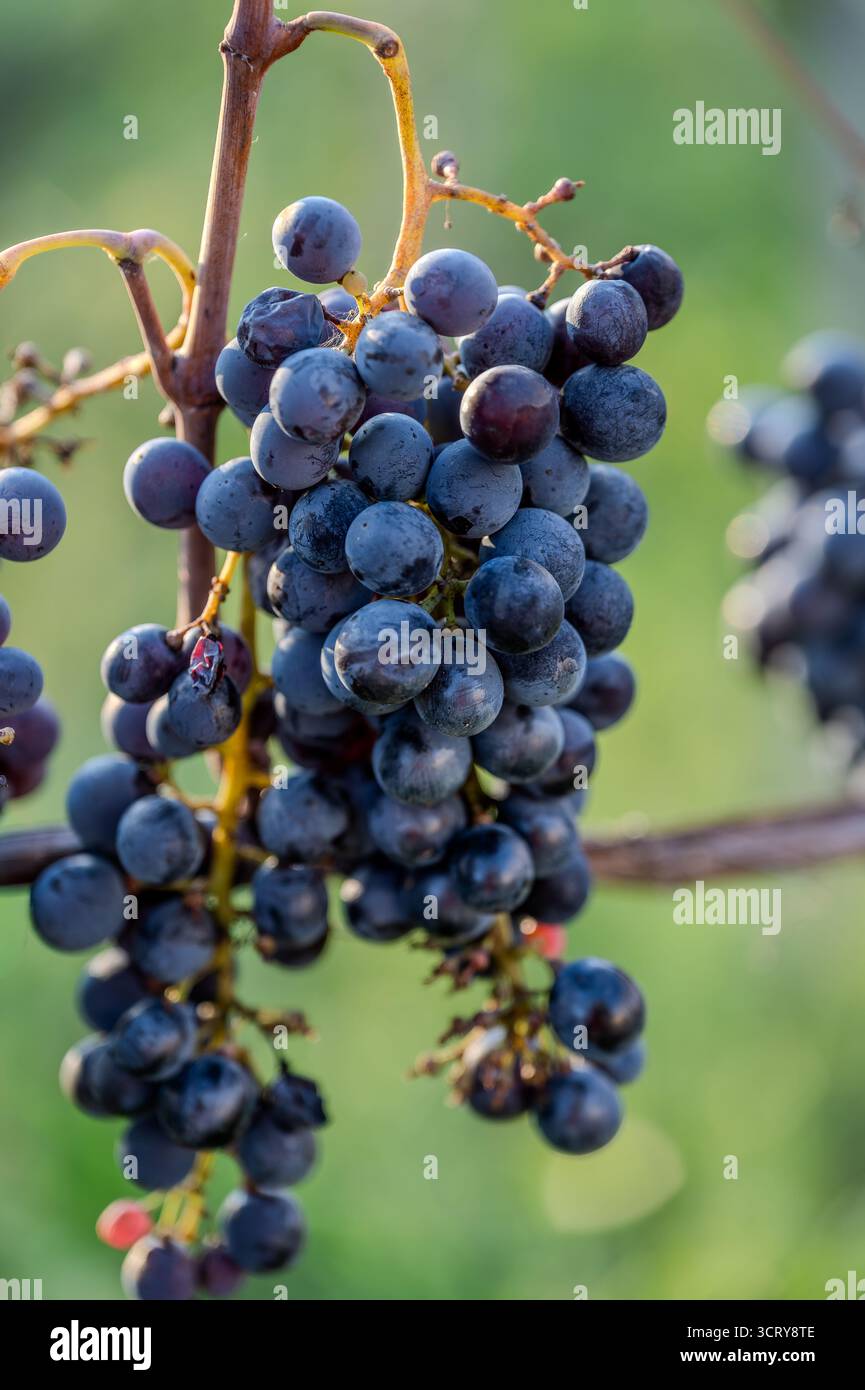 Grapes are the fruit of the grapevine (Vitis vinifera). A bunch of ...