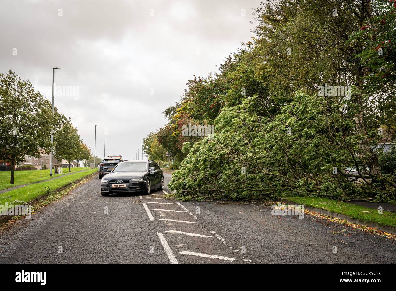 Derry, Northern Ireland. 3 October 2025. A fallen tree on Glengalliagh ...