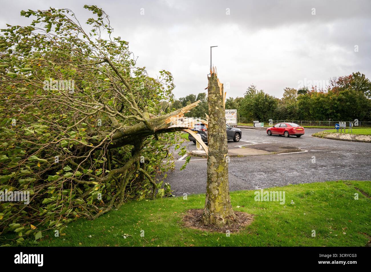 Derry, Northern Ireland. 3 October 2025. A tree in Moss Park is split ...