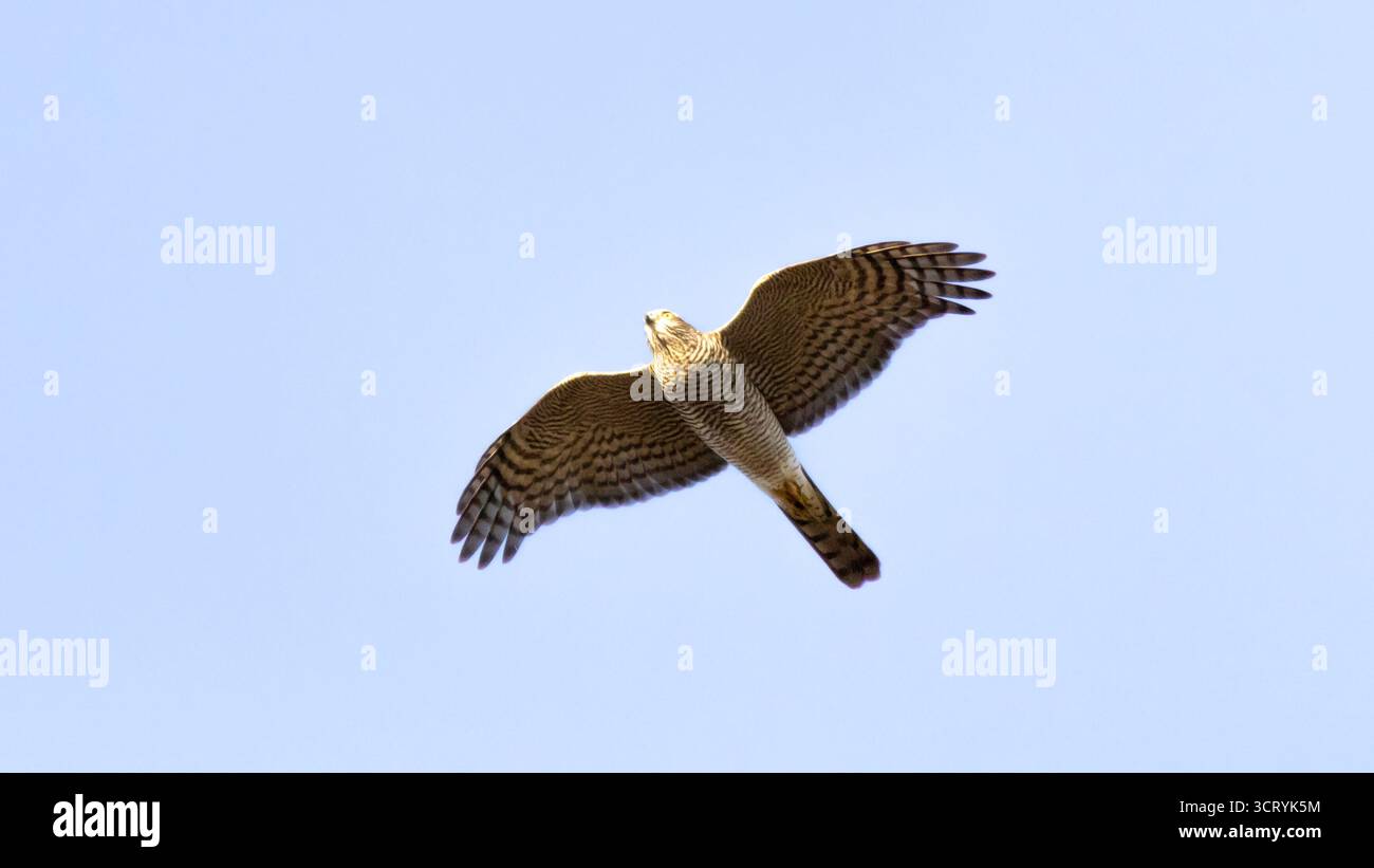 Vector art sparrow hi-res stock photography and images - Alamy