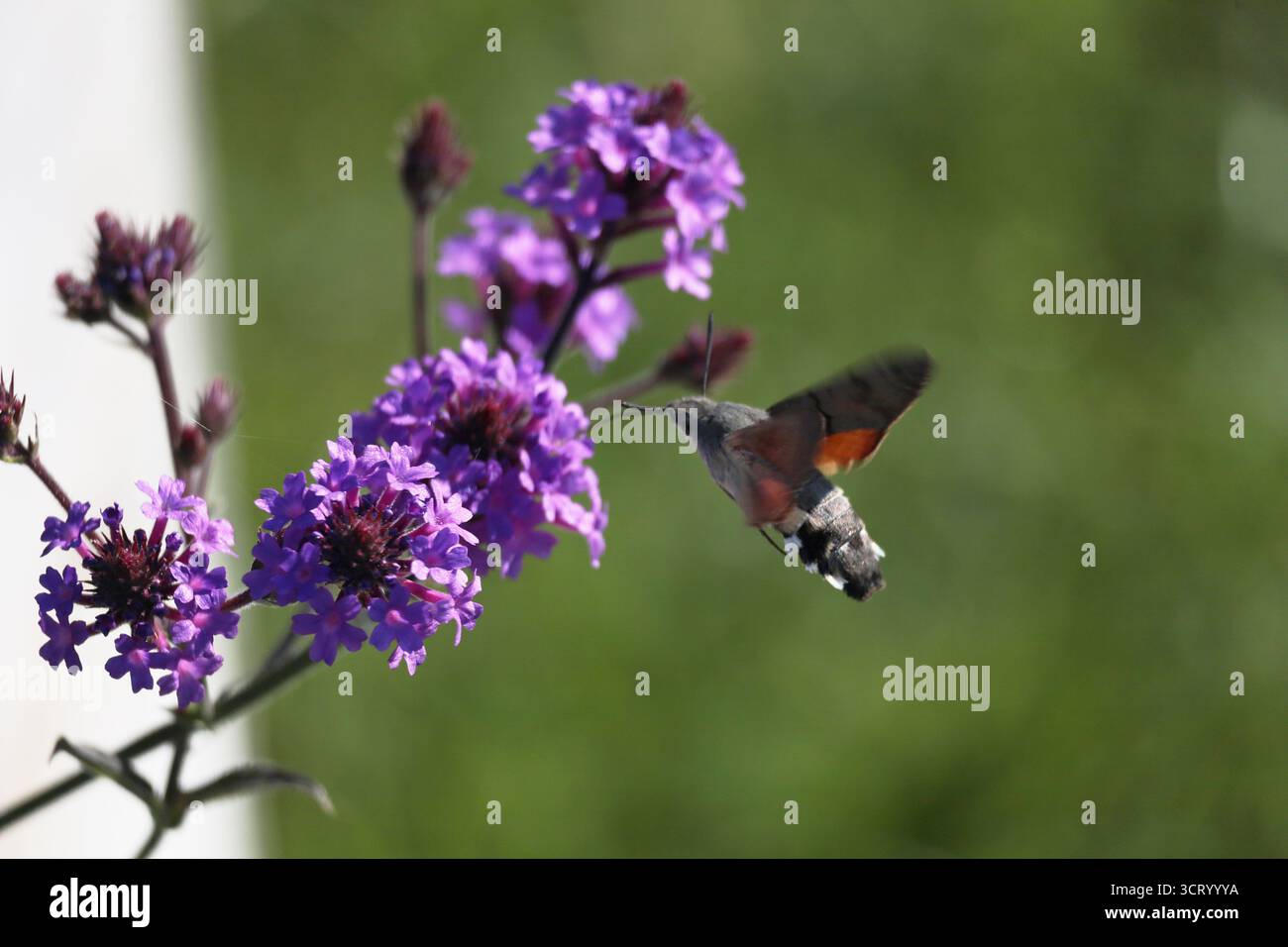 A Hummingbird Hawk-Moth using its proboscis to feed Stock Photo - Alamy