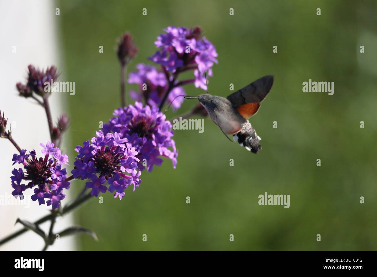A Hummingbird Hawk-Moth using its proboscis to feed Stock Photo - Alamy