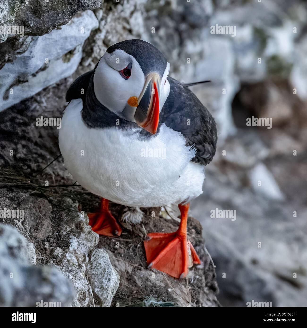 Puffin trips hi-res stock photography and images - Alamy