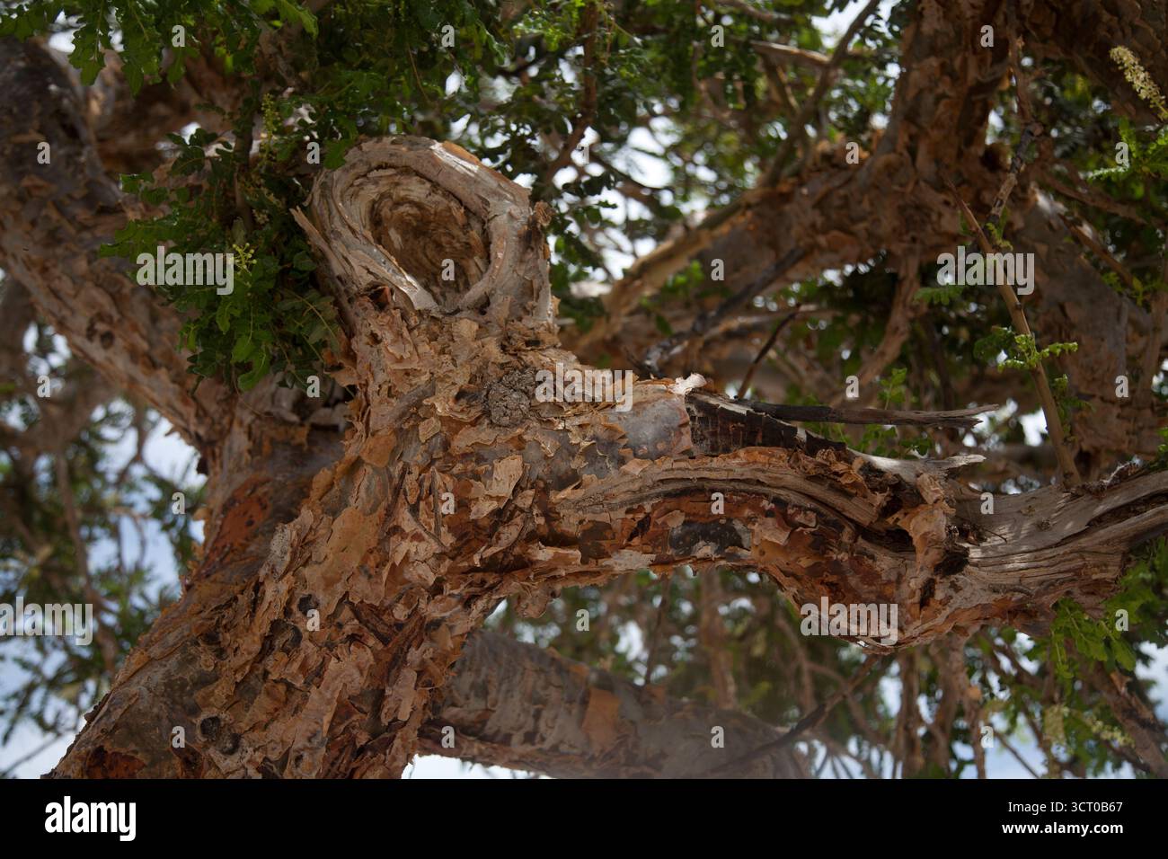 frankincense tree route 17 coastal road oman sultanate of oman Stock ...
