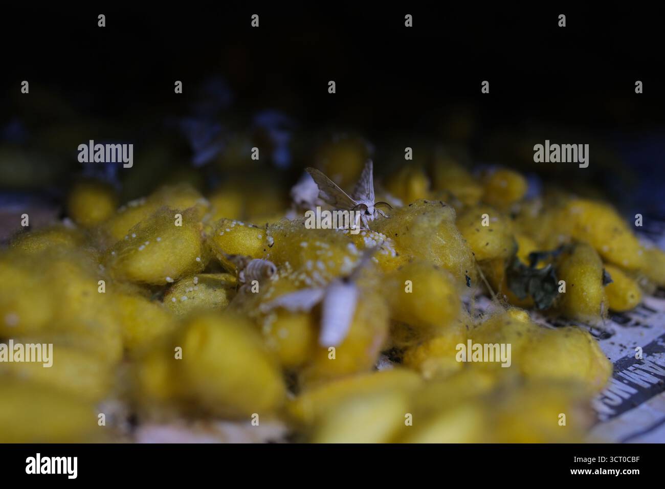 Cocoon boiling close up hi-res stock photography and images - Alamy