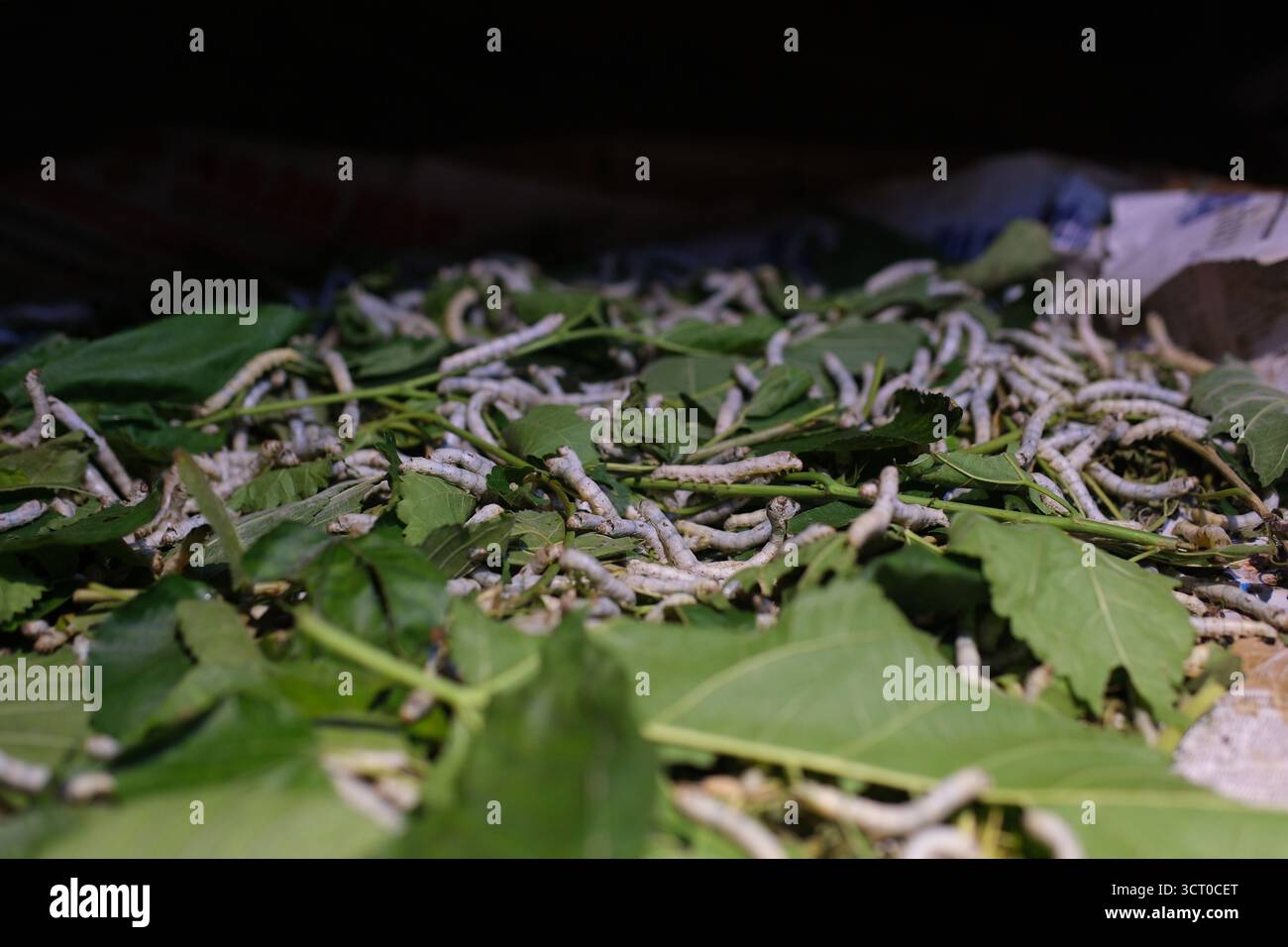 Cinematic video silkworms hatching feeding hi-res stock photography and ...