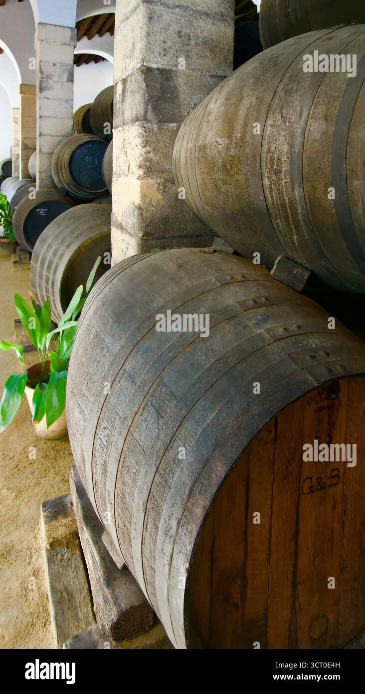 Corridors with rows of American oak wooden sherry cask barrels stacked ...