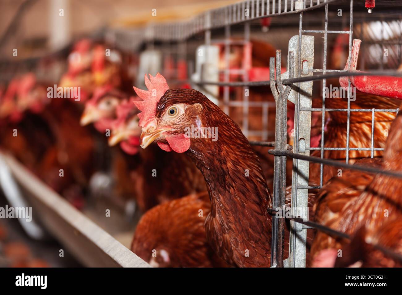 Hens eggs in cages industrial hi-res stock photography and images - Alamy