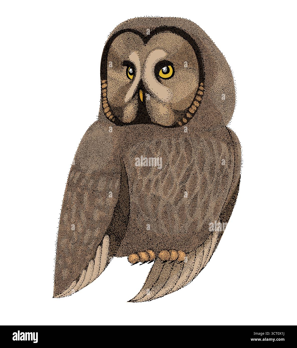 sketch owls drawn with pen and ink in a graphic style drawing points ...