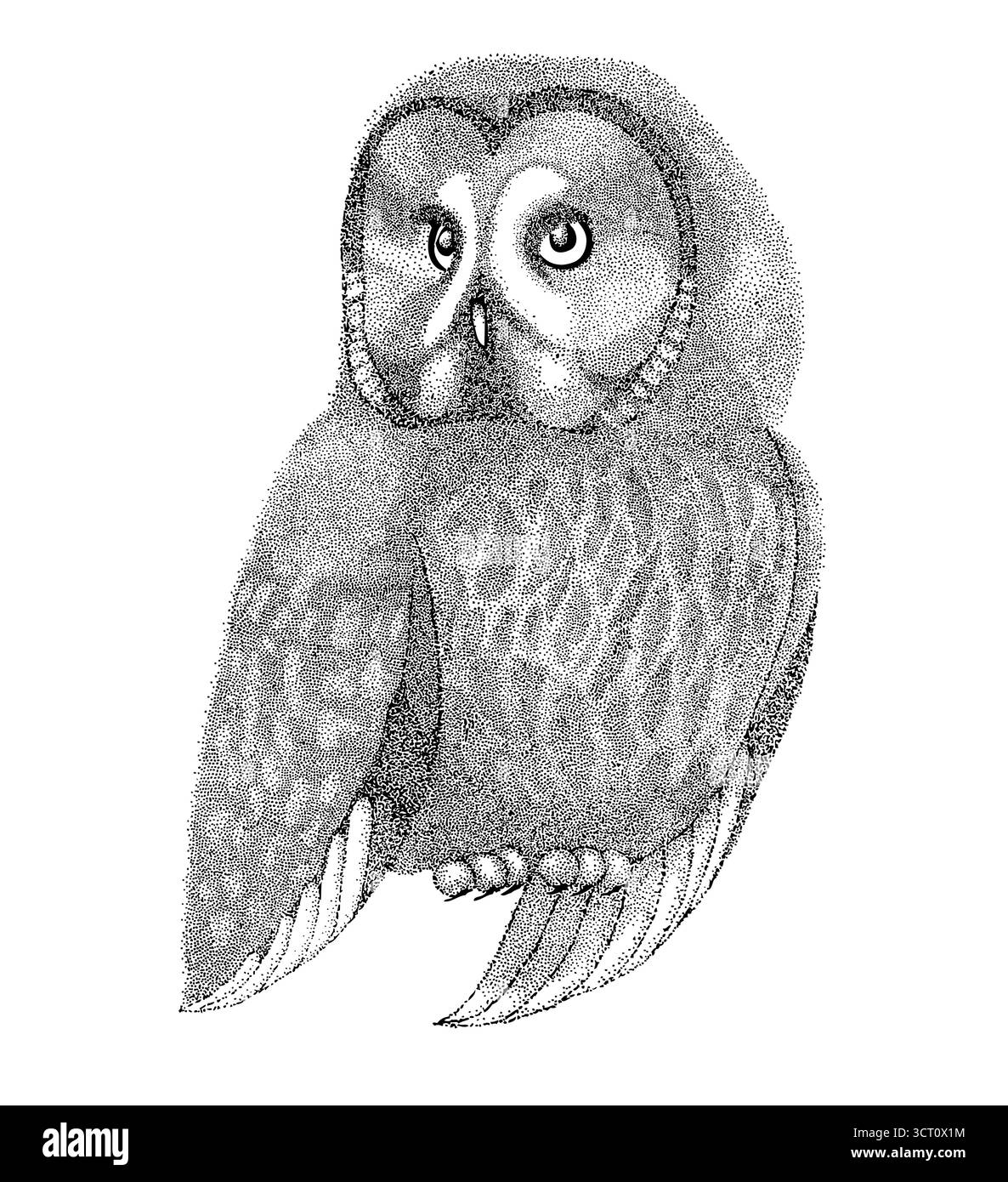 sketch owls drawn with pen and ink in a graphic style drawing points ...