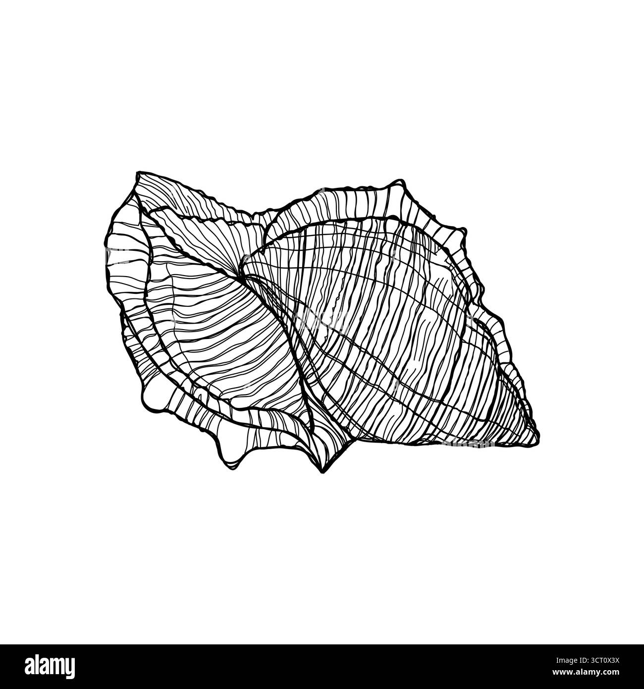 Seashell art Black and White Stock Photos & Images - Alamy
